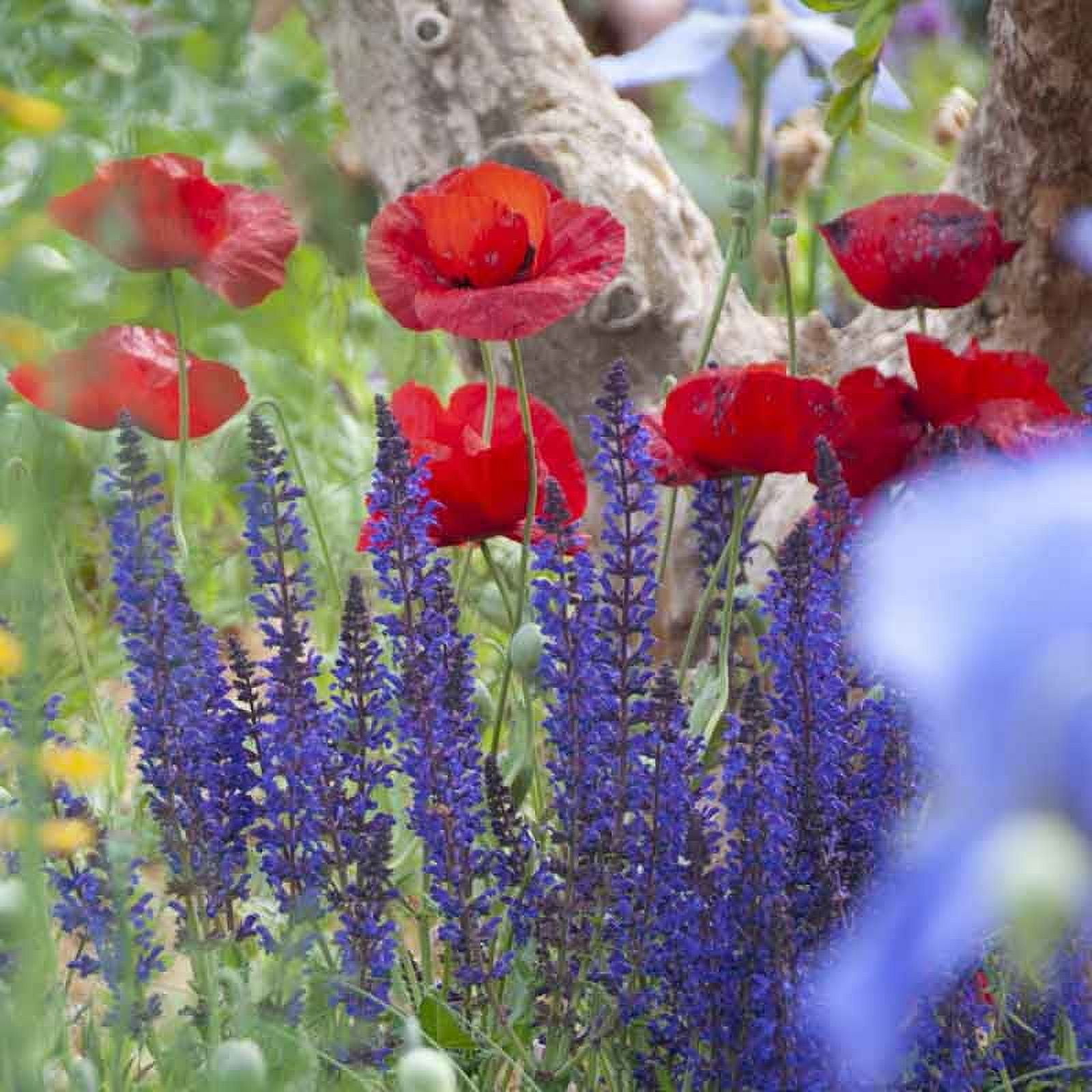 Eden Brothers Poppy Seeds - Turkish Tulip - Walmart.com