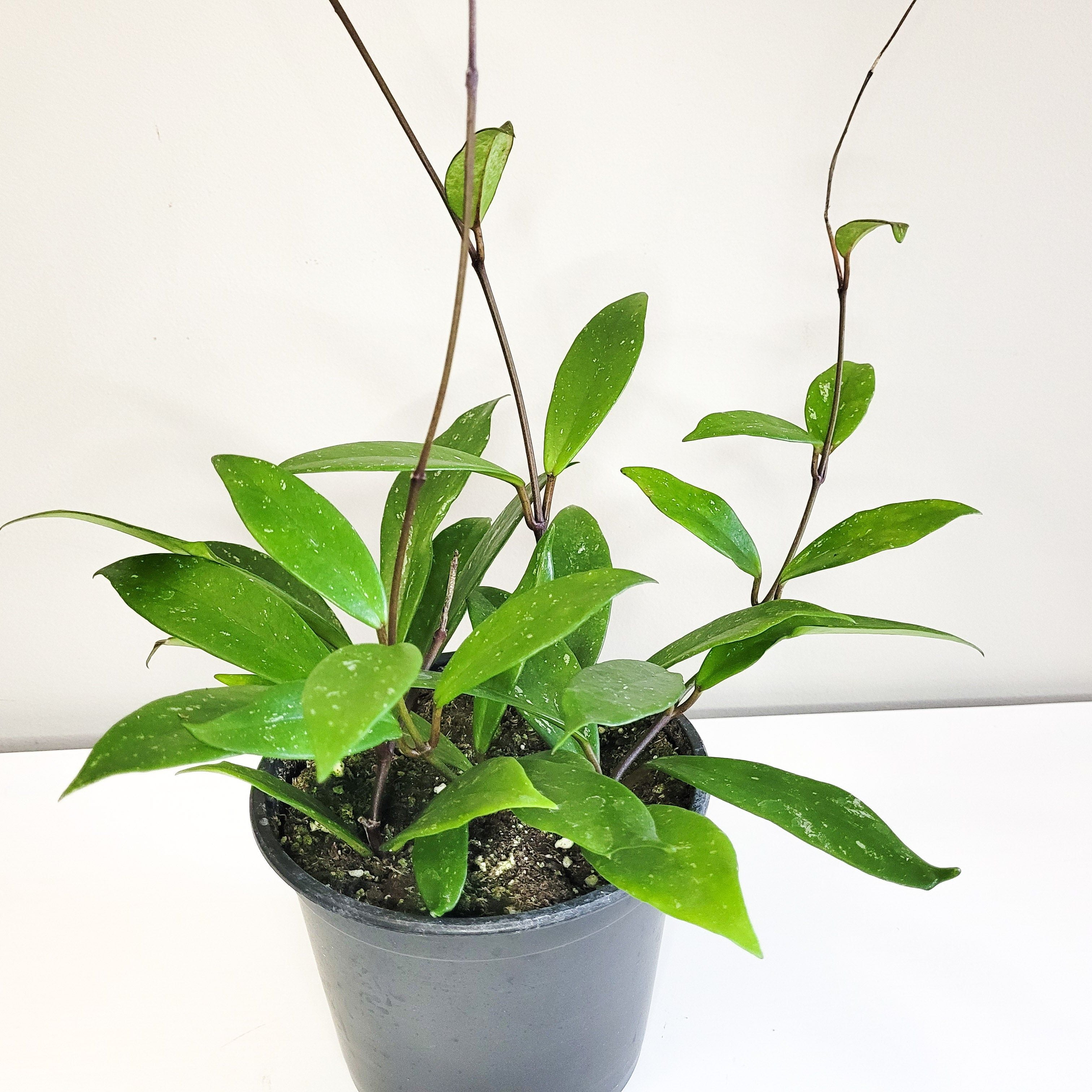 Porcelain Flower Hoya - Hoya 'Pubicalyx' - Live Plant in a 2 Inch Pot ...