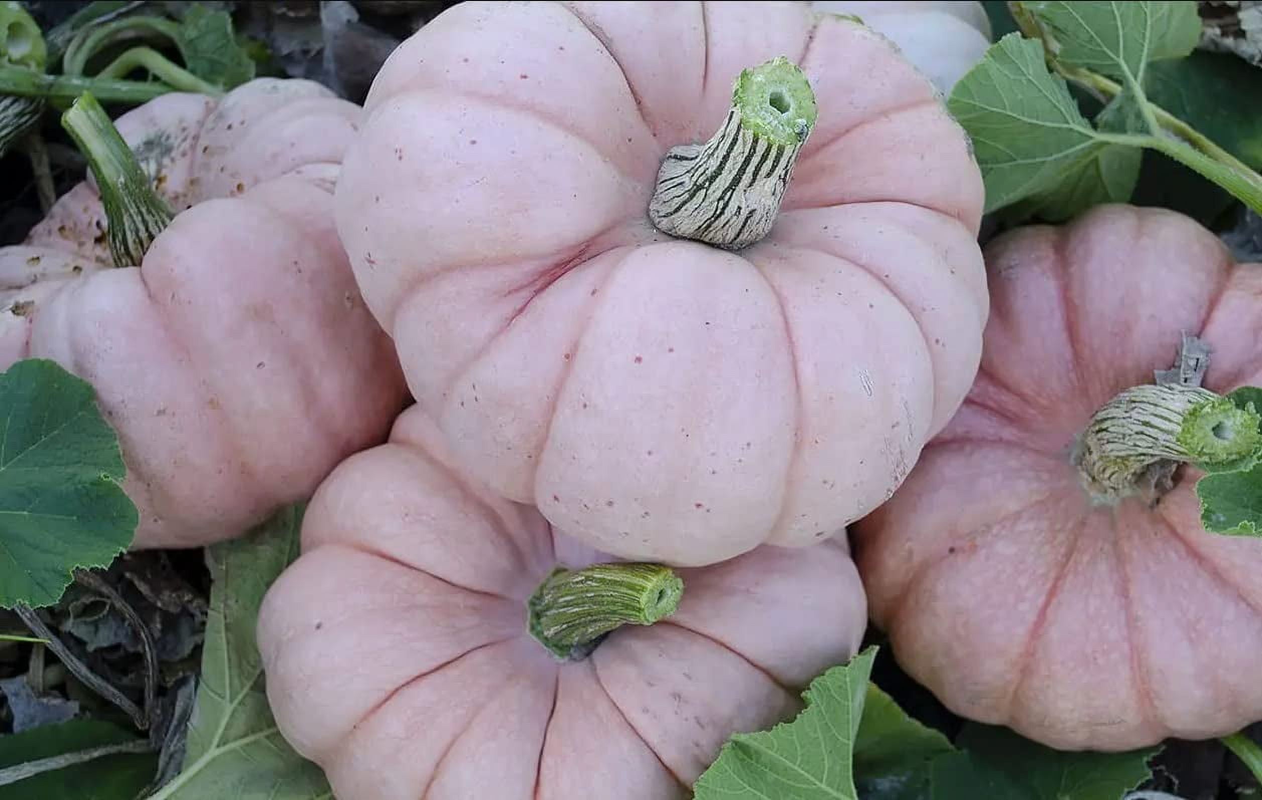 Porcelain Princess Pumpkin Seeds for Planting (10 Seeds) - Walmart.com