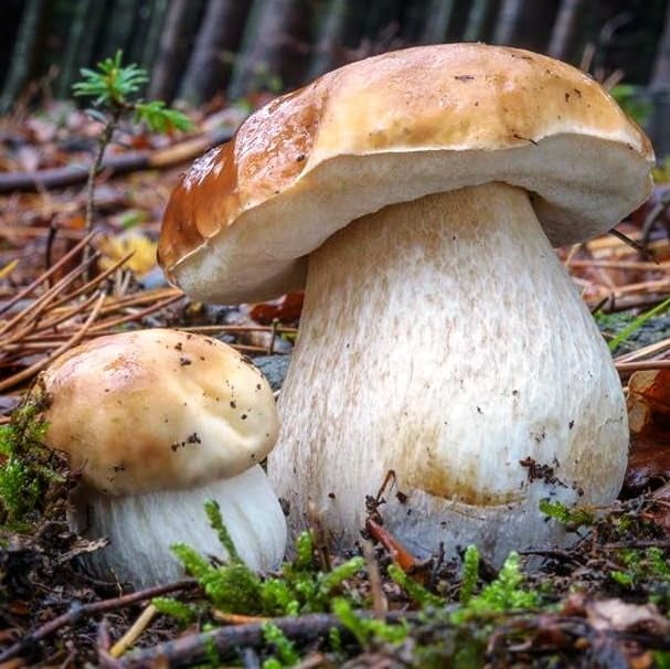 Porcini Mushrooms Spores AJH3 King Boletus Spawn Mycelium Dried Seeds ...