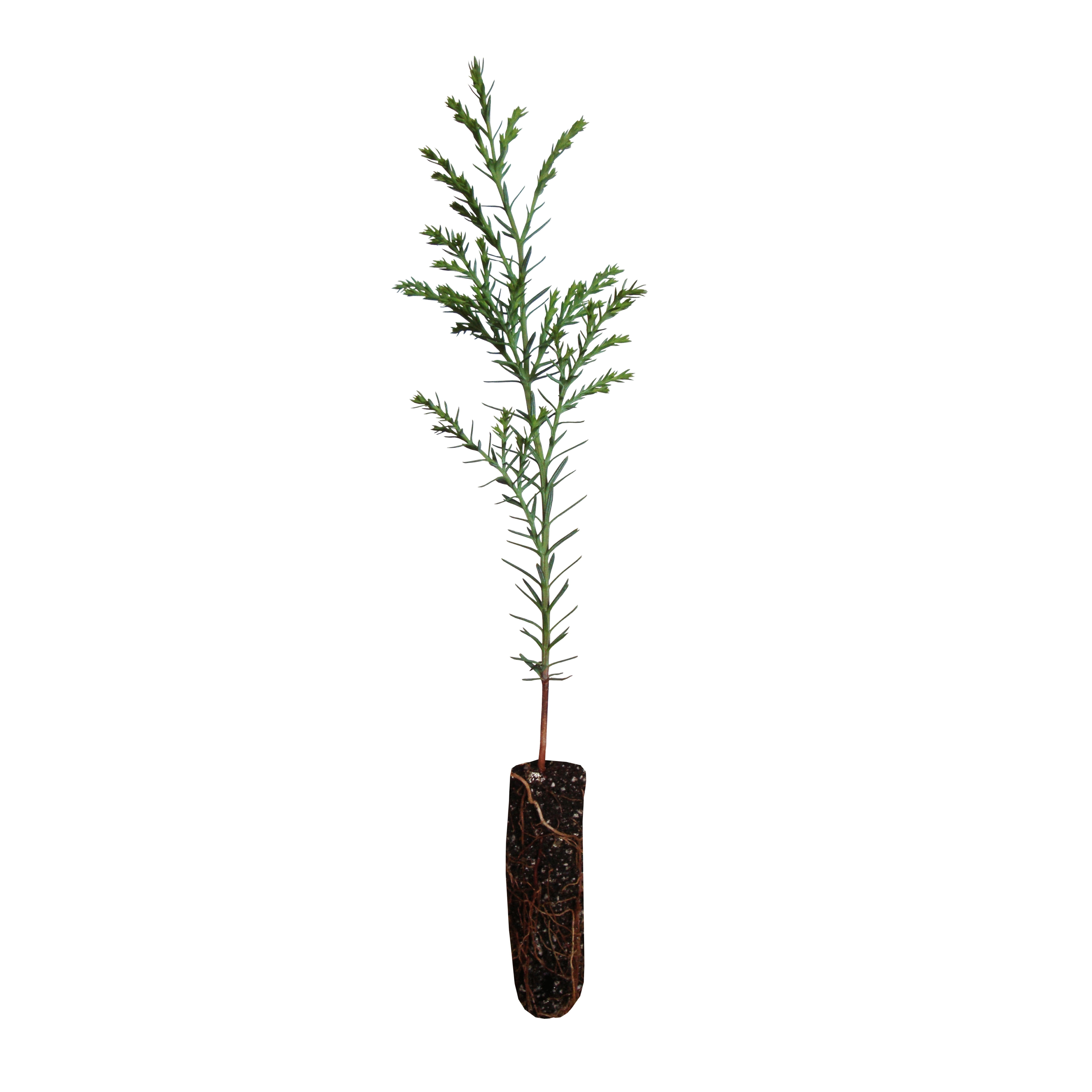 Port Orford Cedar | Small Tree Seedling | The Jonsteen Company ...