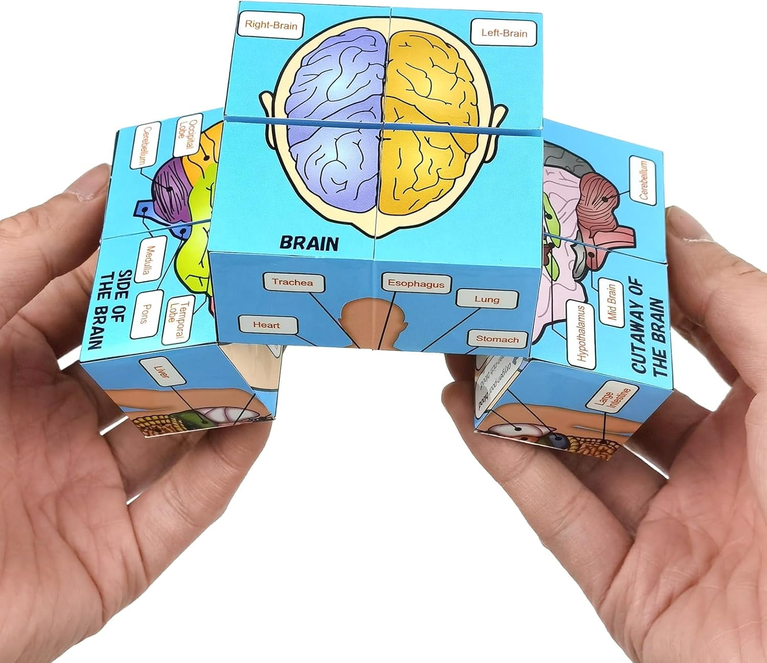 Portable Anatomy Study Cube Set – Human Body Model with 9 Key Systems ...