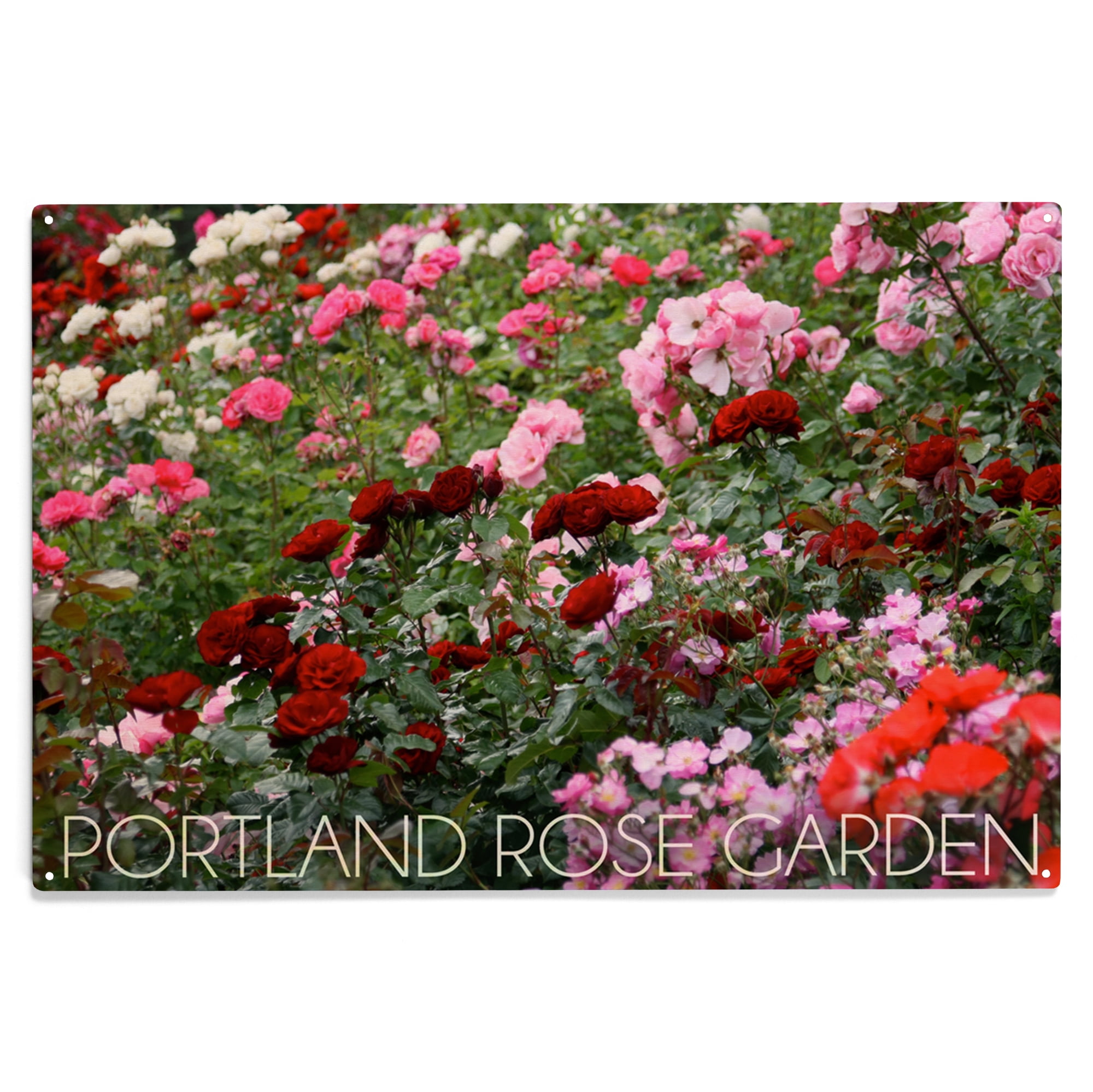Portland, Oregon, Rose Garden Roses Birch Wood Wall Sign (10x15 Rustic ...
