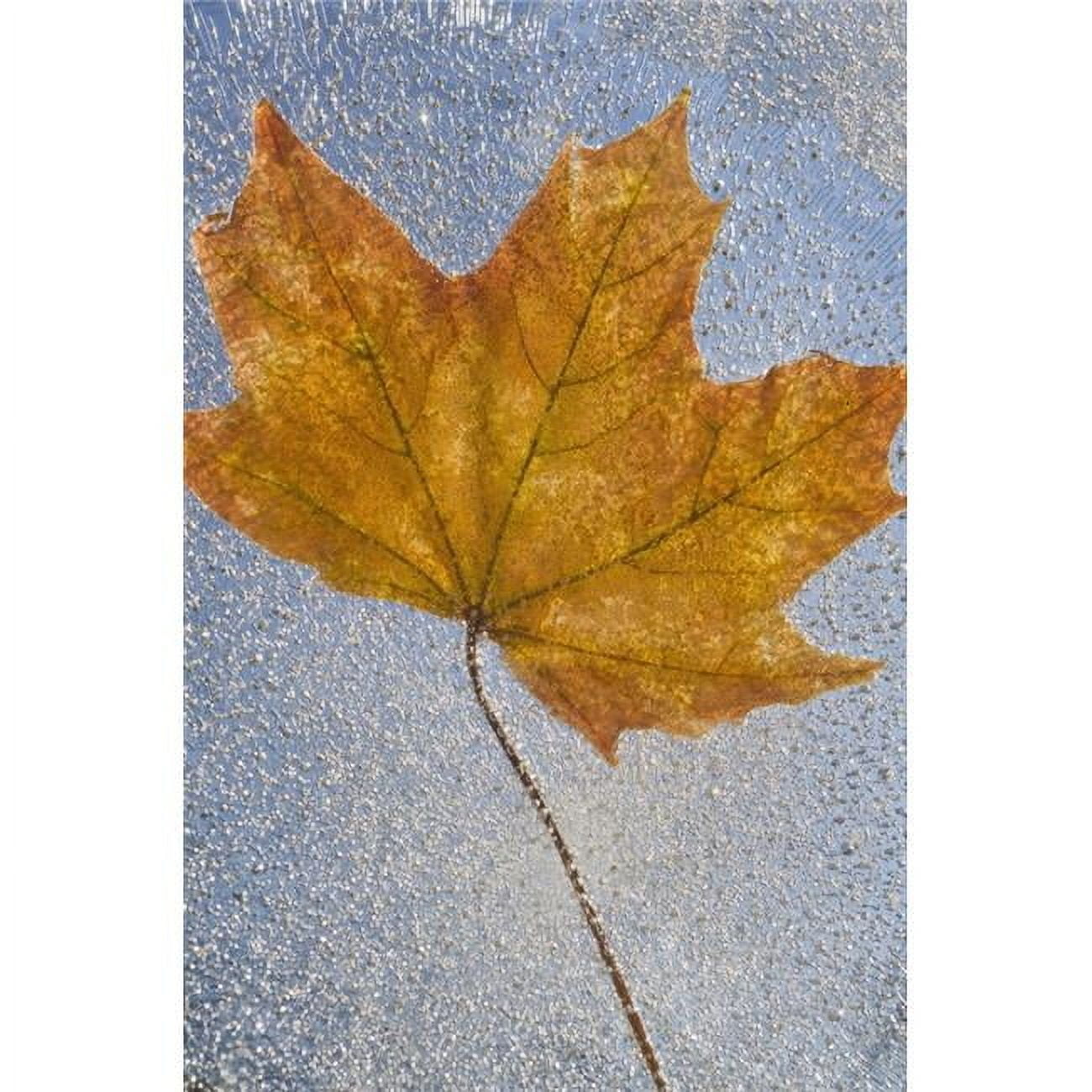 Portland - Oregon - United States of America - Autumn Leaf Encased In ...