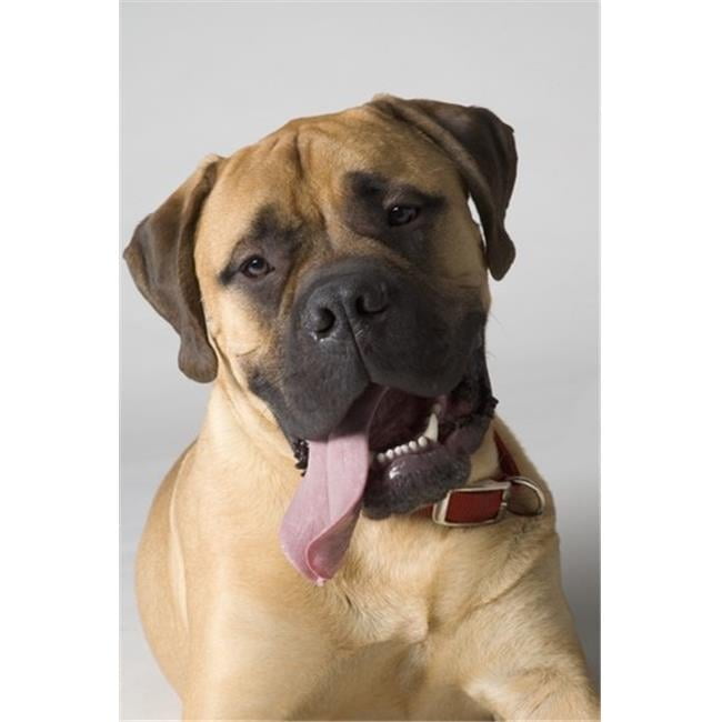 Portrait Of A Bull Mastiff Poster Print - Walmart.com