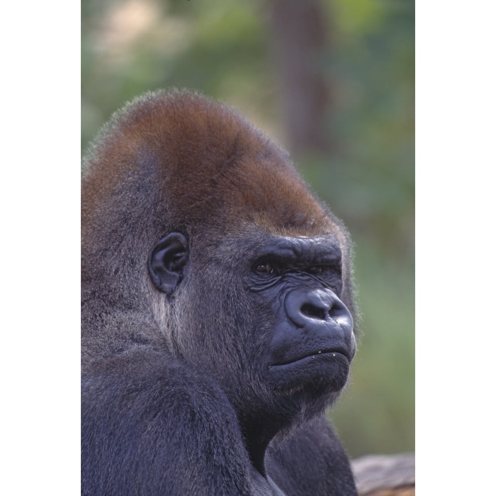 Portrait Of A Gorilla Poster Print - Walmart.com