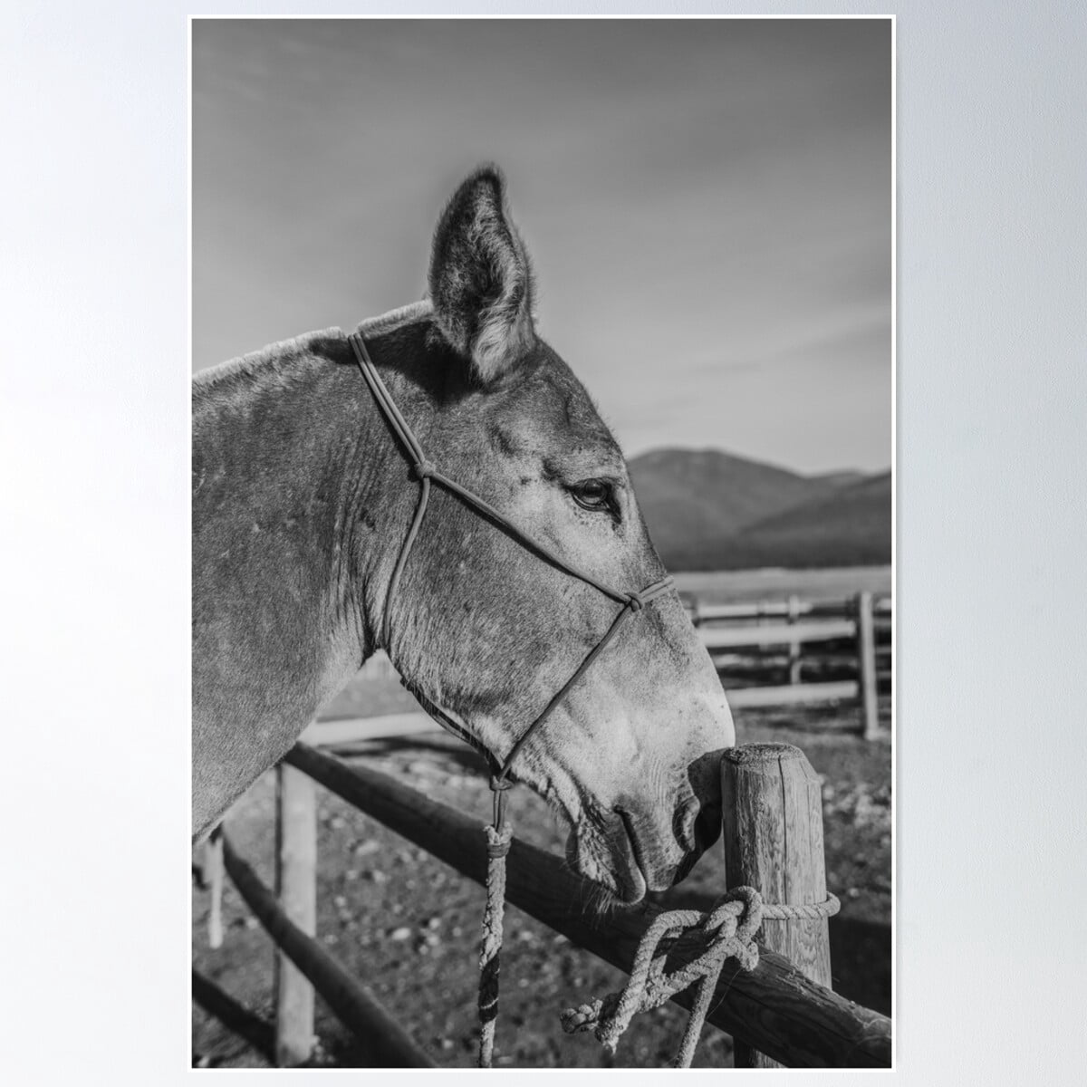 Portrait Of A Mule Poster Wall Art, Modern Wall Decor For Living Room ...