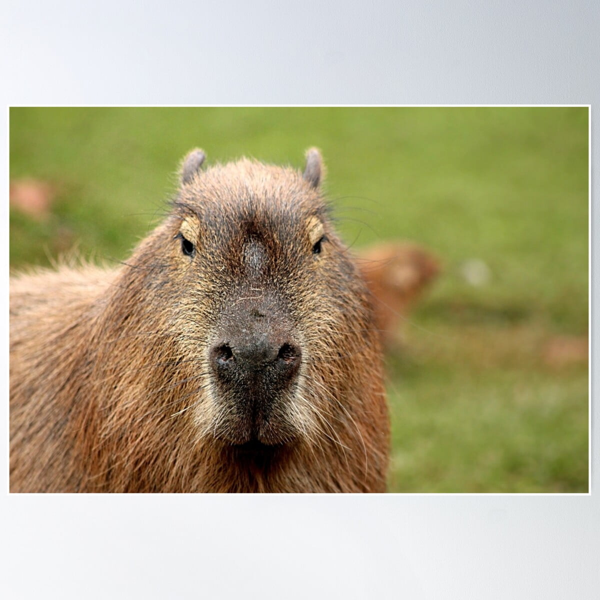 Portrait Of A Rather Handsome Capybara Poster Wall Art, Modern Wall ...