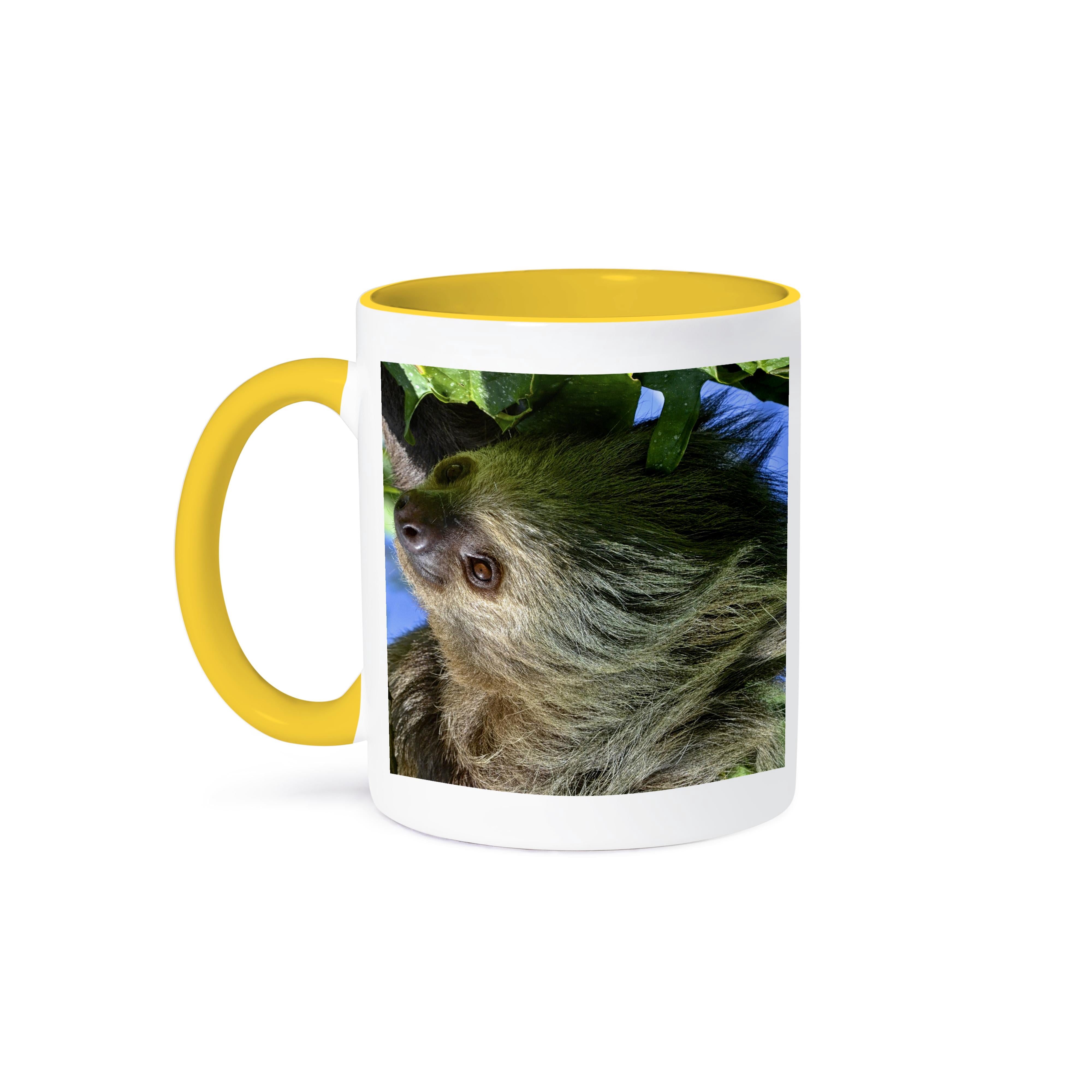 3dRose, Portrait of a Two-Toed Sloth, Choloepus hoffmanni, 15oz Two ...