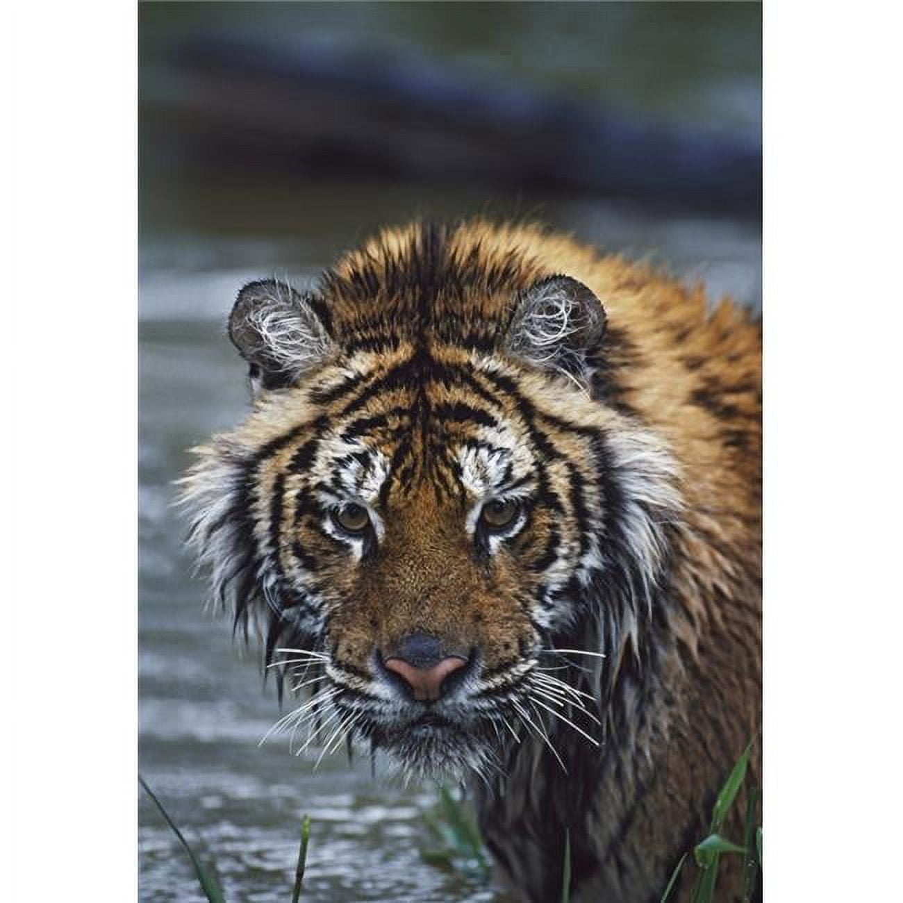 Portrait Of Wet Siberian Tiger Poster Print - Walmart.com