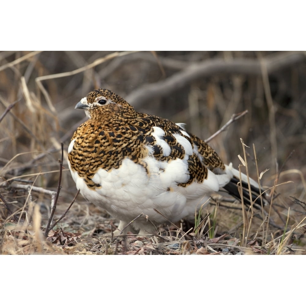 Portrait Of Willow Ptarmigan Female With Spring Plummage Denali ...