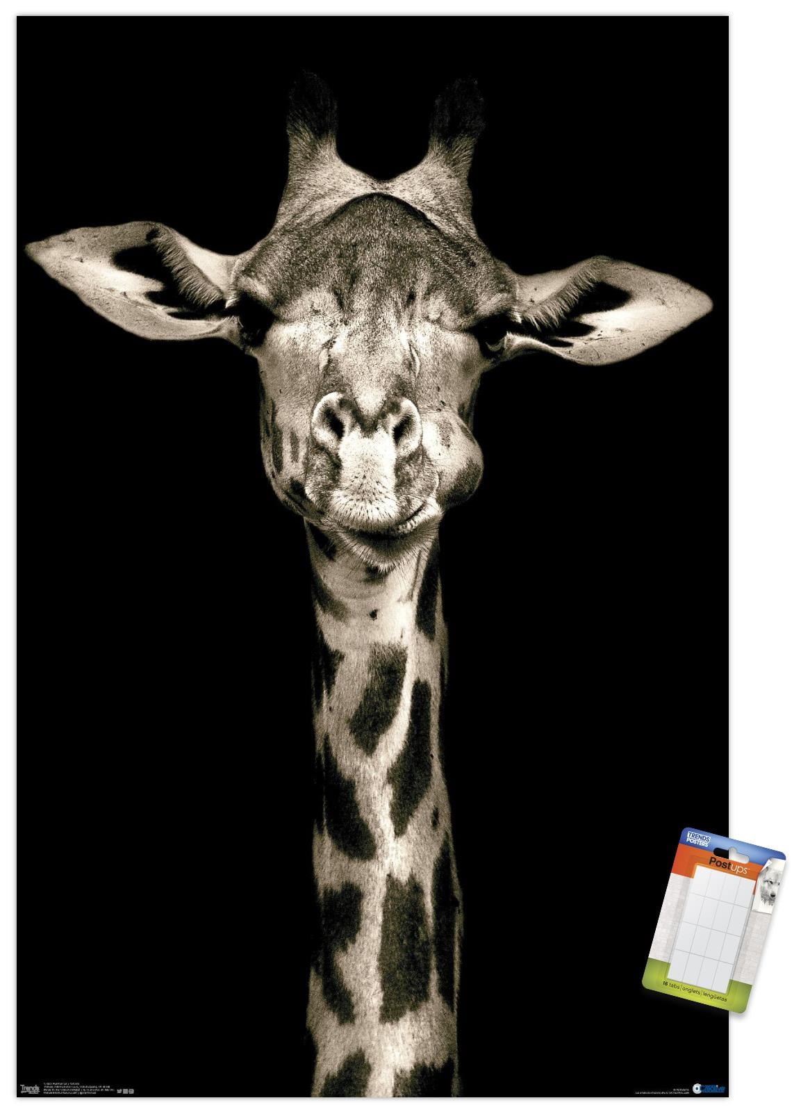 Portrait of a Giraffe Wall Poster, 22.375" x 34" - Walmart Business ...