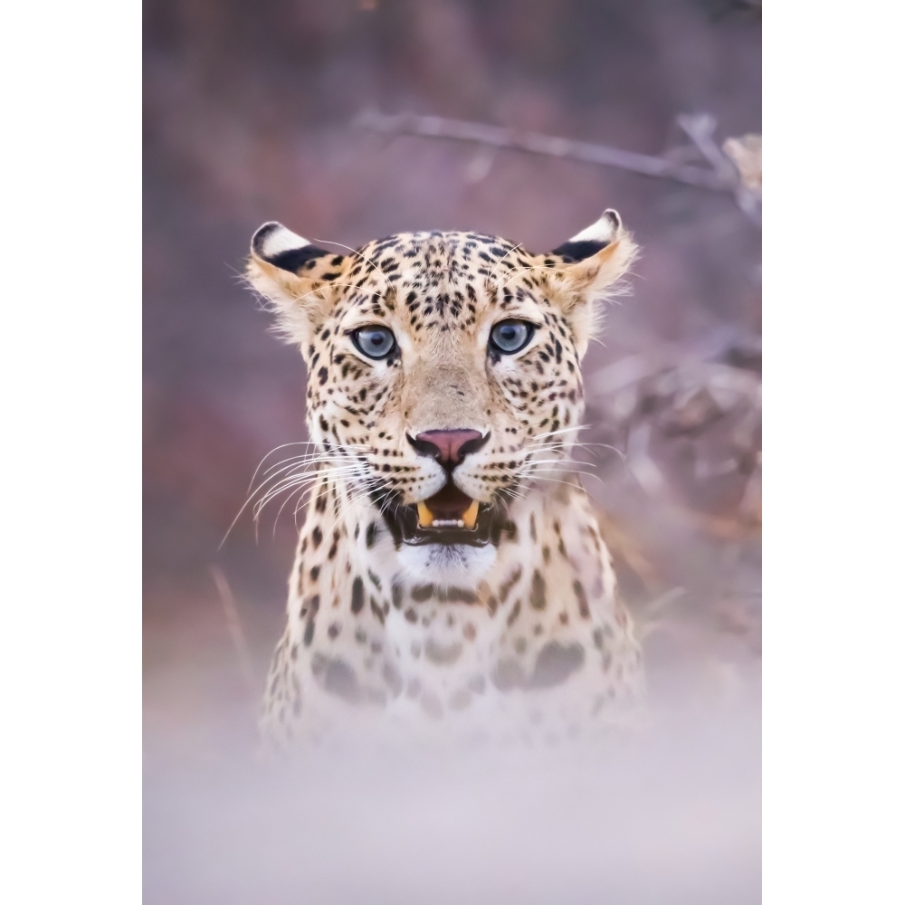 Portrait of a Leopard obscured by fog technique Northern India ...