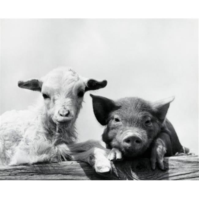 Portrait of a Pig & a Lamb Leaning on Wood Poster Print - 18 x 24 in ...