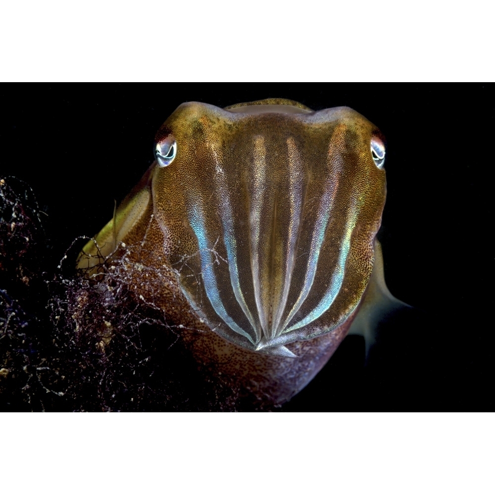 Portrait of a cuttlefish in Pulau Hantu SIngapore. Poster Print by ...
