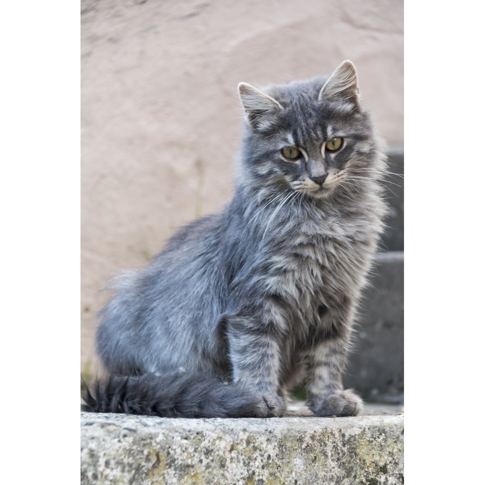 Portrait of a grey cat stands on a step; Paphos Cyprus Poster Print ...