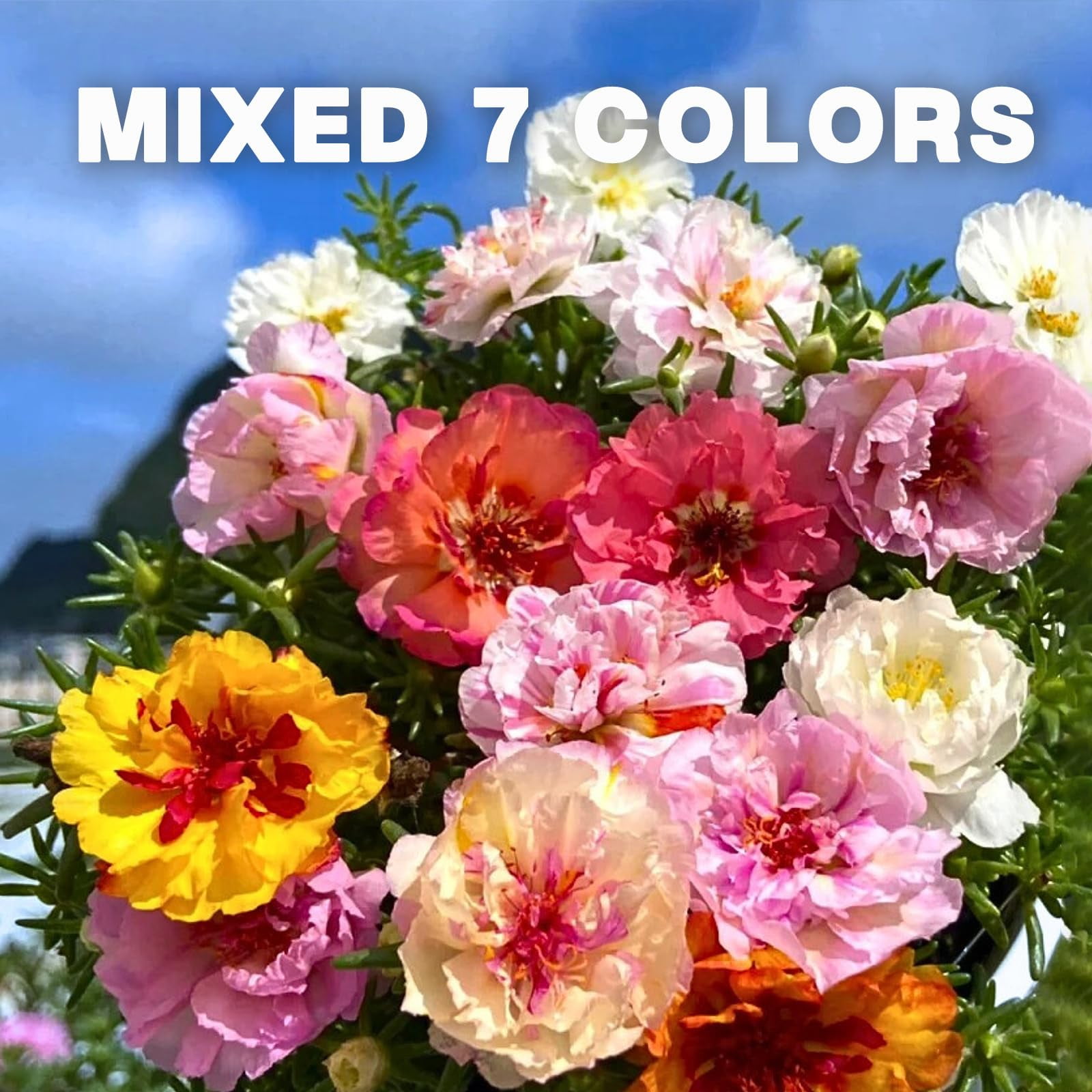 Portulaca Grandiflora & AJH3 Moss Rose Seeds | 10,000+ Annual Non-GMO Heirloom Seeds for ...