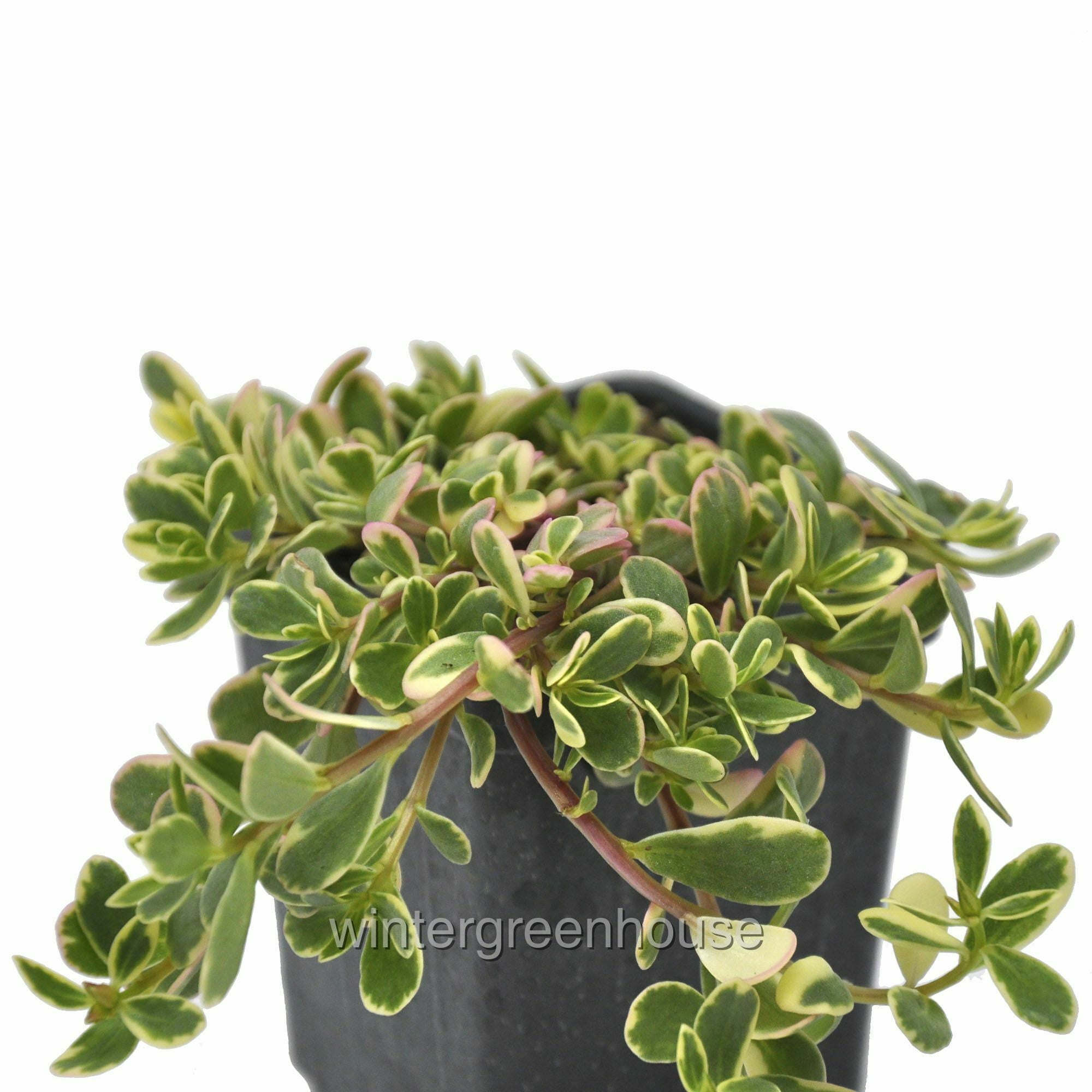 Portulaca Pilosa, Hana Misteria, Purslane - Live indoors Rare ...