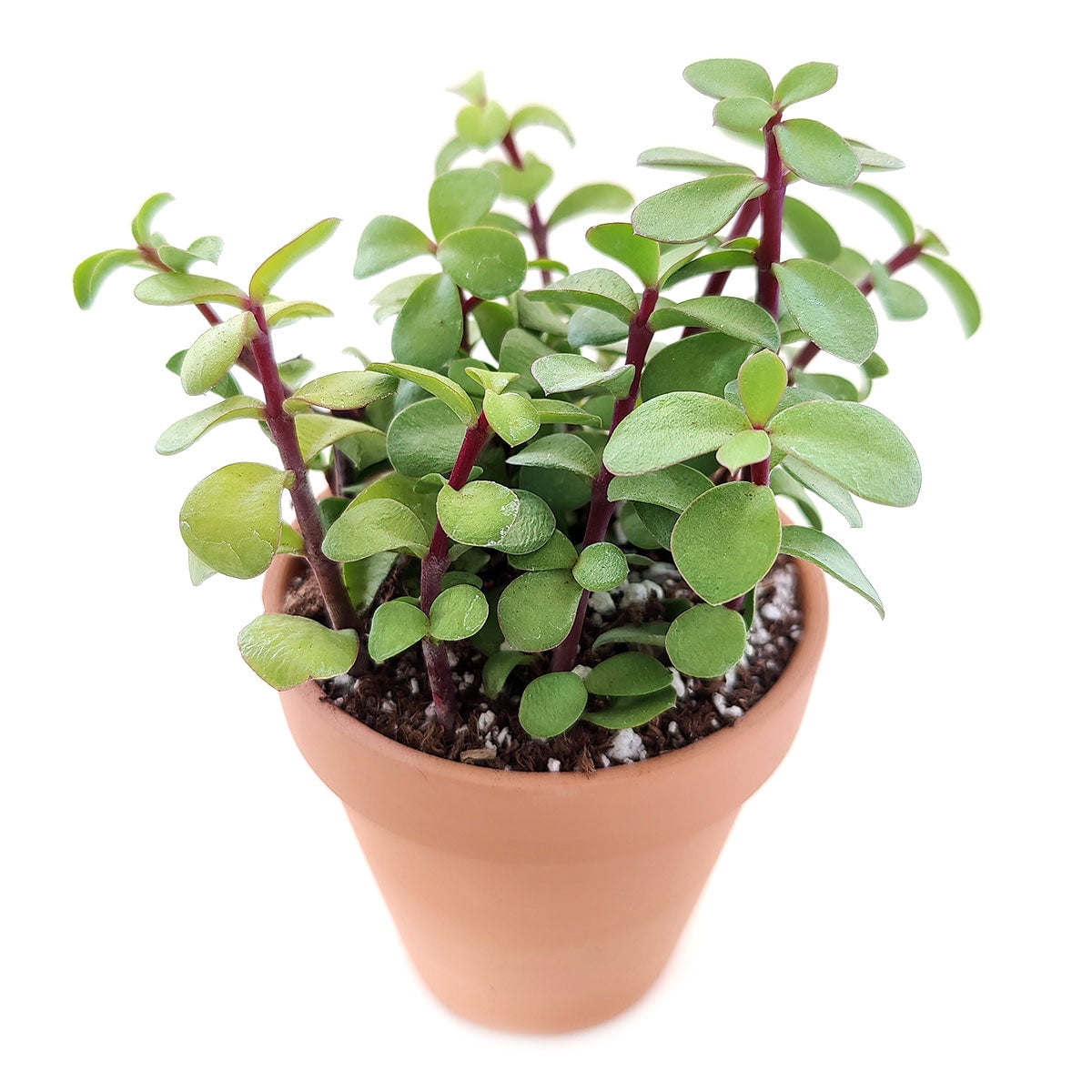 Portulacaria afra Decumbent (2"+ Clay Pot) - Dwarf Jade Plant ...