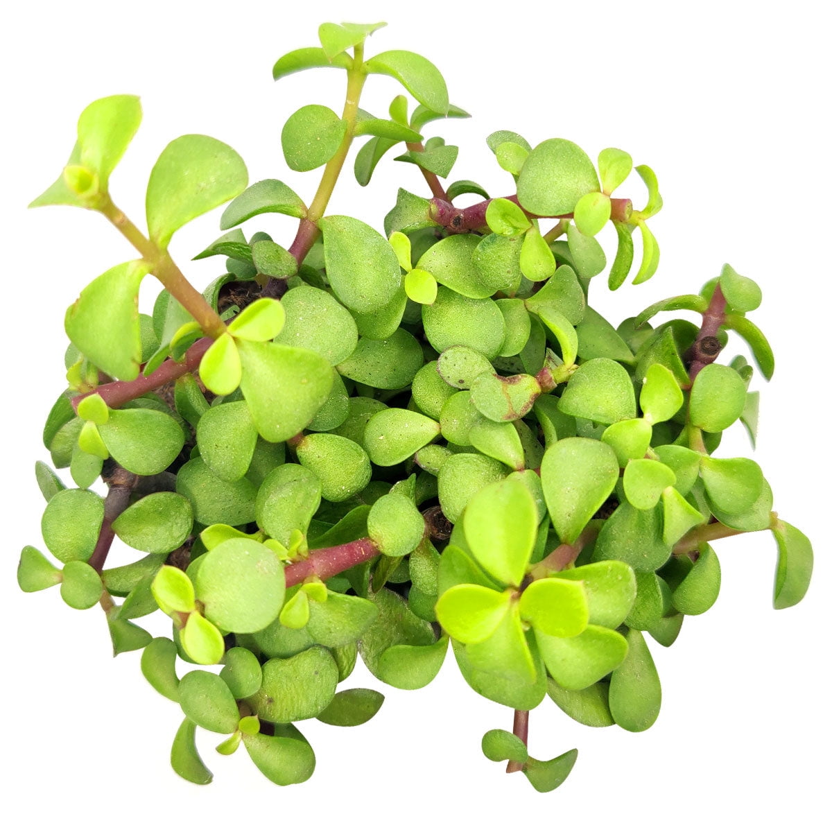 Portulacaria afra Decumbent (2"+ Plastic Pot) - Dwarf Jade Plant ...