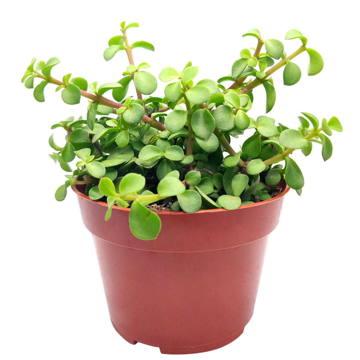 Portulacaria afra Decumbent (4"+ Plastic Pot) - Dwarf Jade Plant ...
