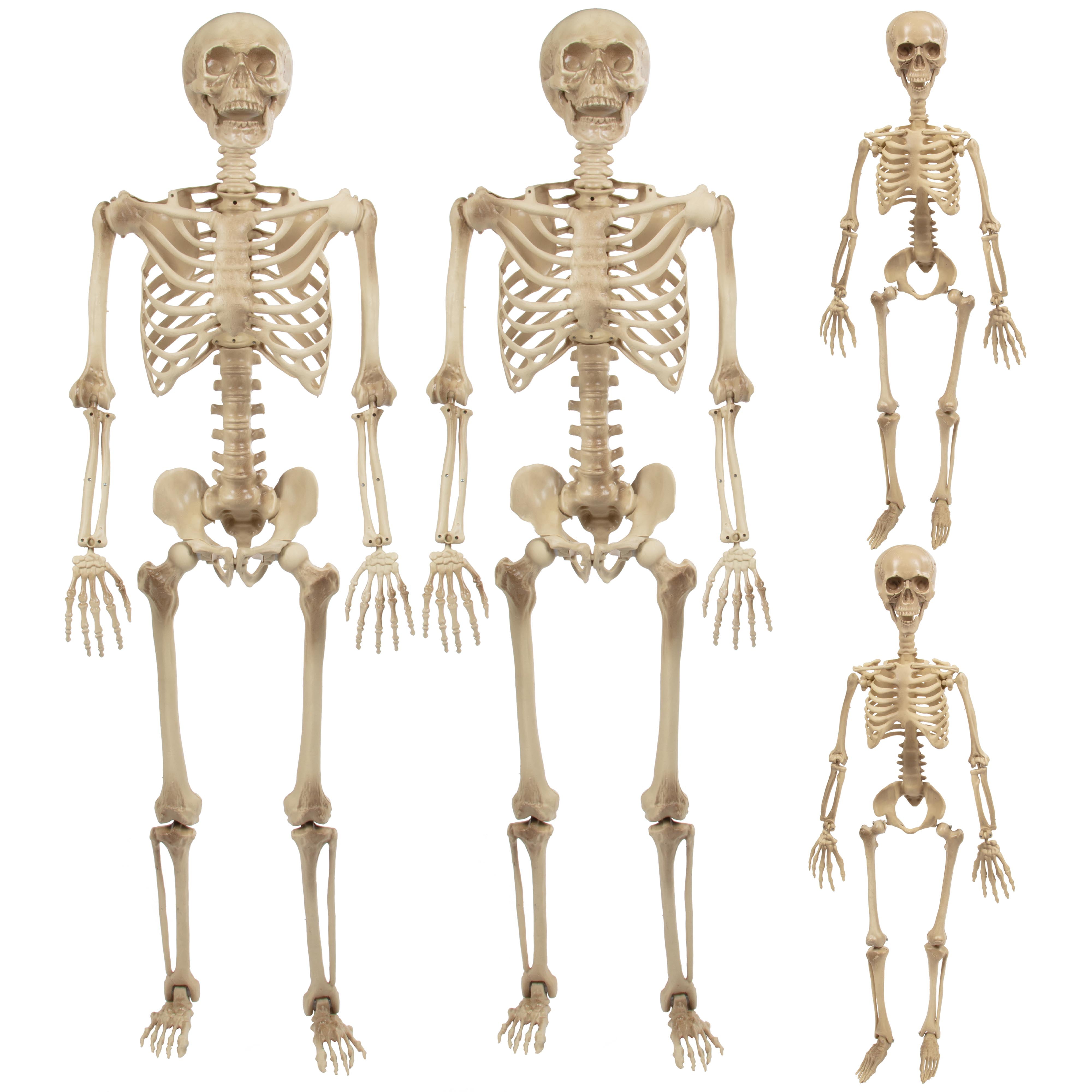 SCS Direct Posable Life Size Human Skeleton Family Set of 2- Adult (5 ...