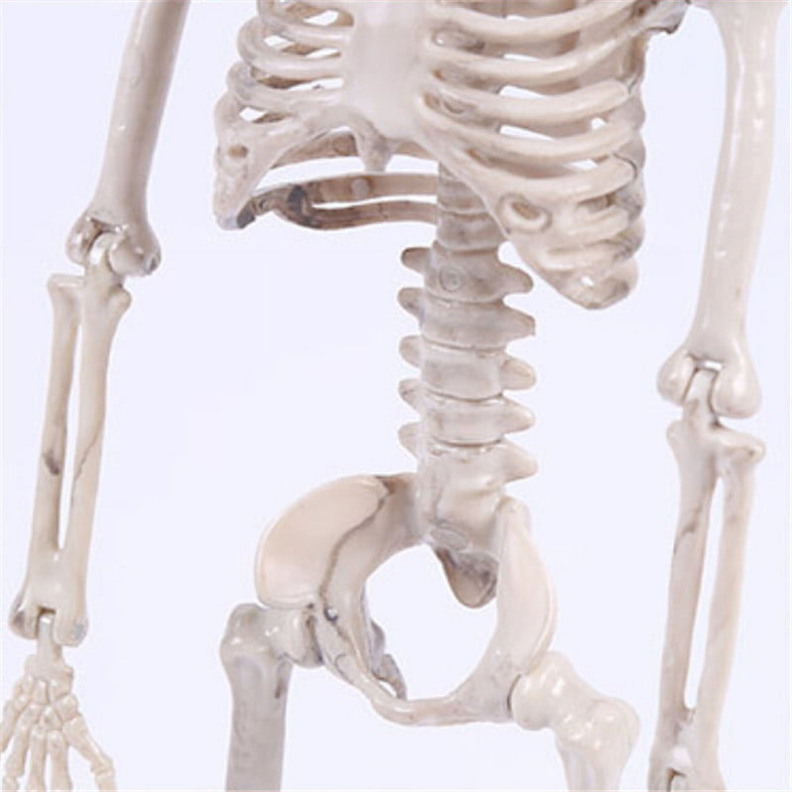Posable Skeleton Halloween Decor Scary Man Bone Creepy Party Decoration ...