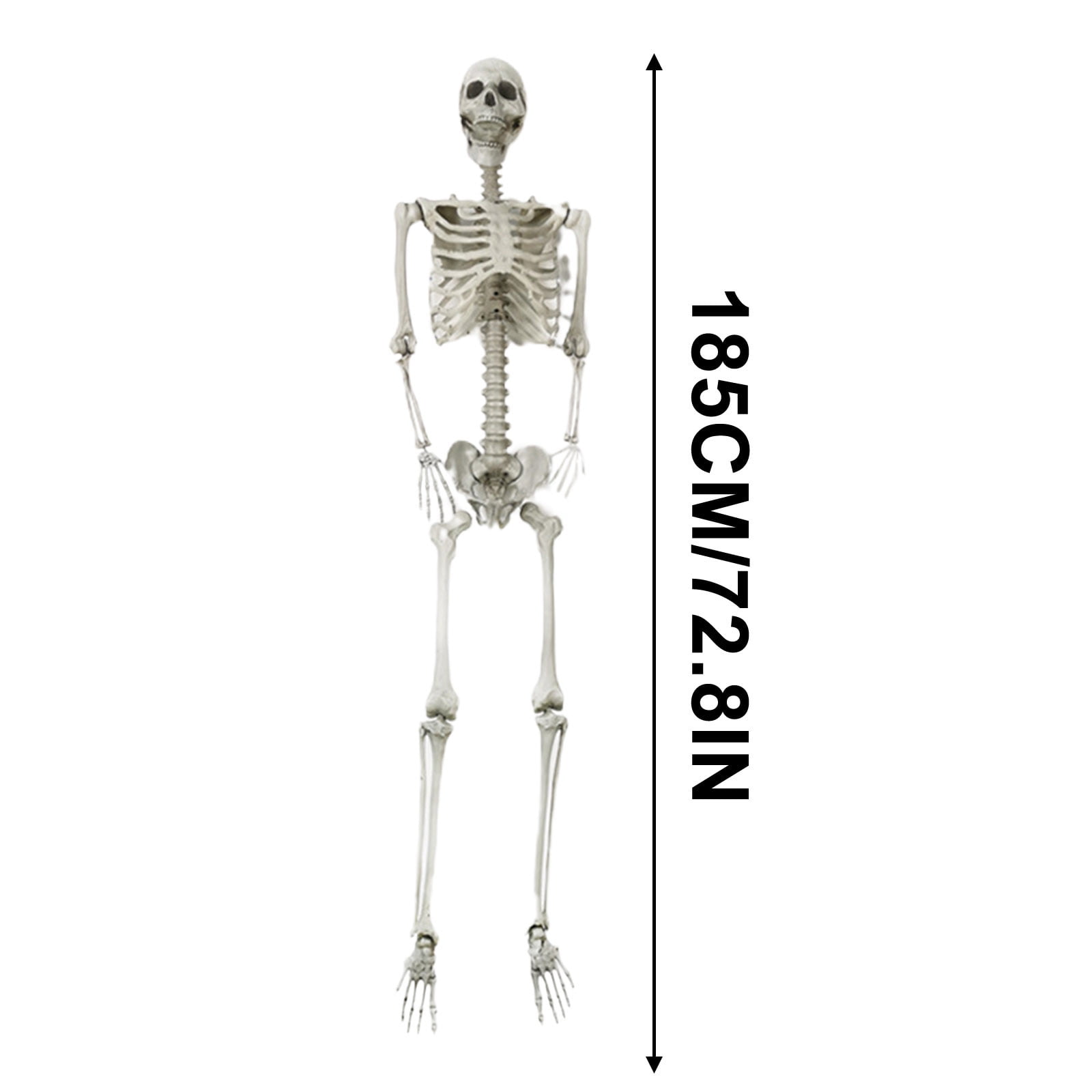 Posable Skeleton Halloween Decorations, Plastic Poseable Skeleton with ...