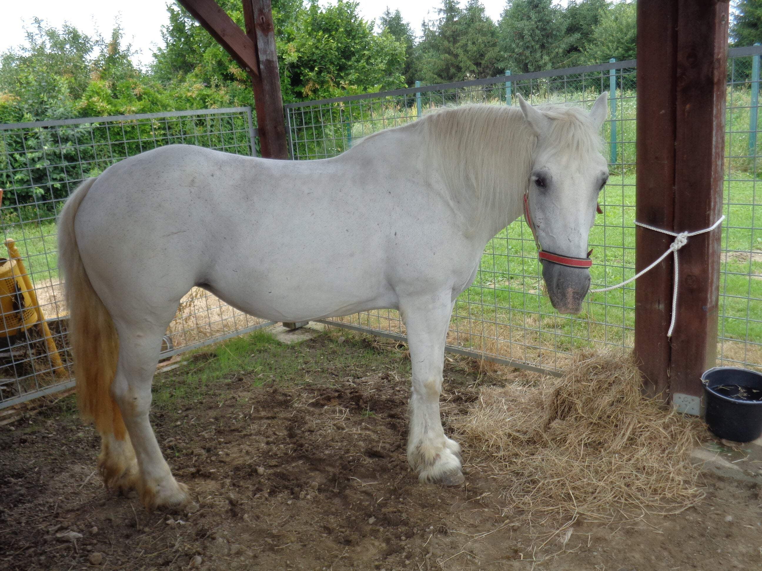 Posavac Horse Breed Croatia GLOSSY POSTER PICTURE PHOTO PRINT BANNER ...