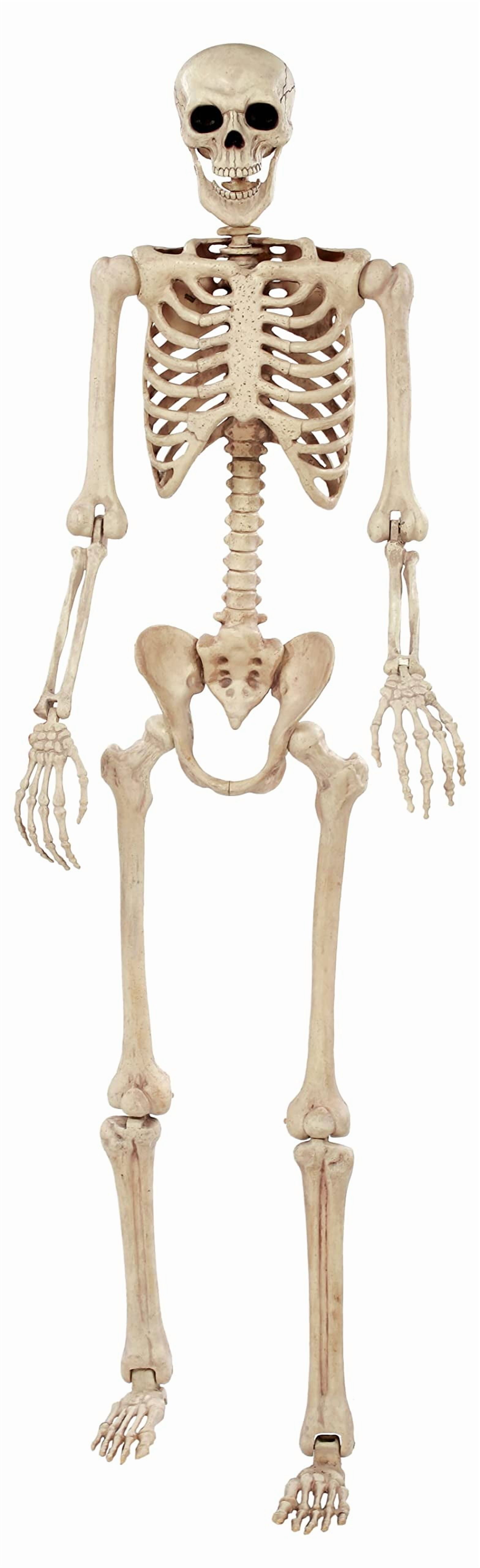 Pose-N-Stay Life Size 6 FT Skeleton with Realistic Posable and Movable ...