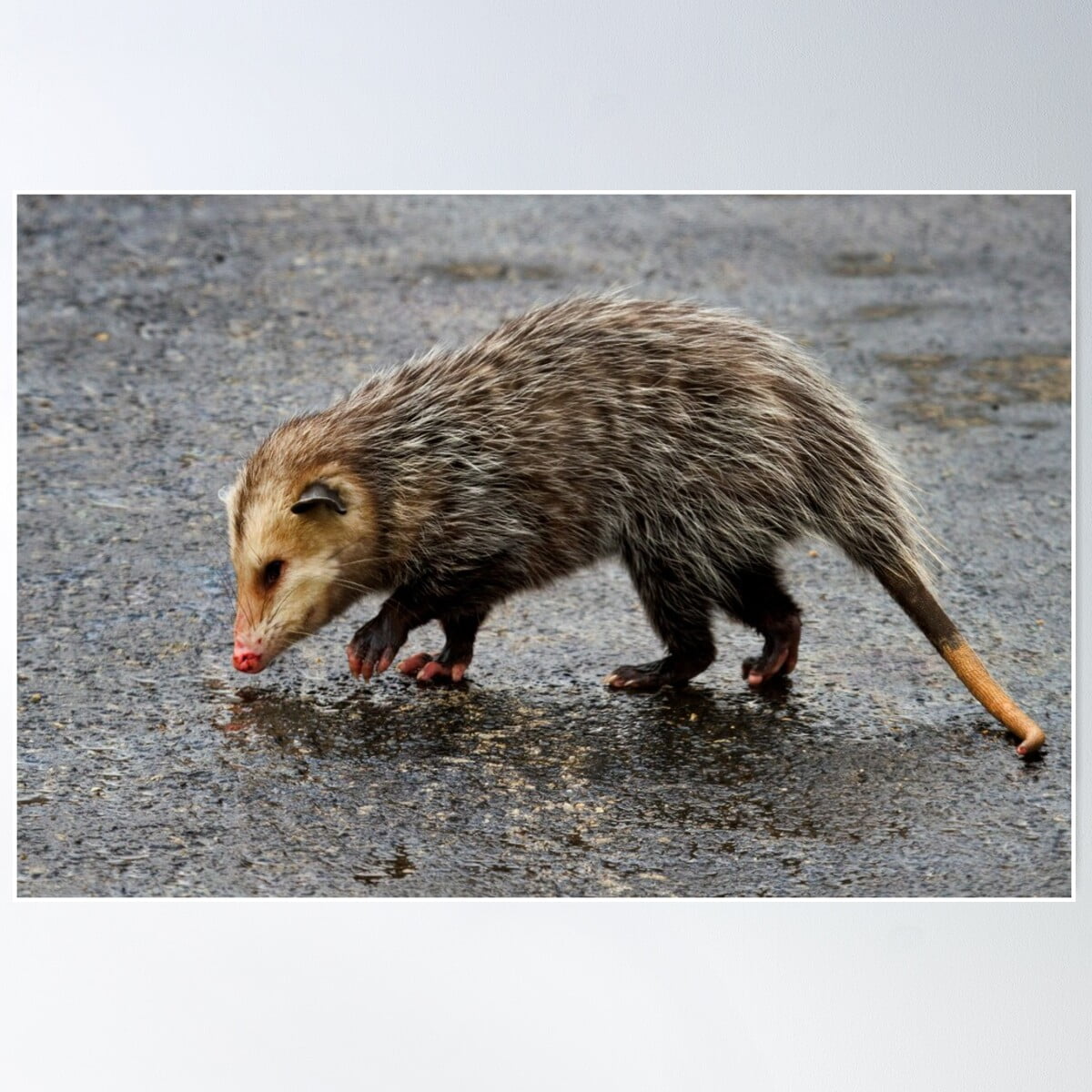 Possum Poster Wall Art, Modern Wall Decor For Living Room Bedroom ...