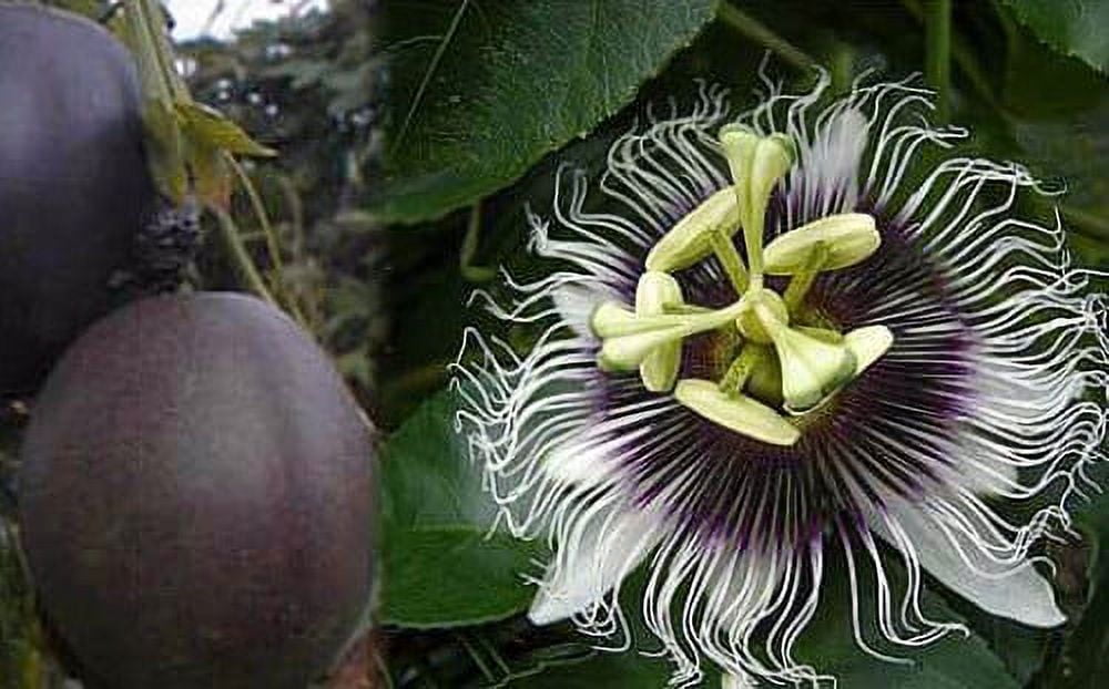 Passiflora Edulis