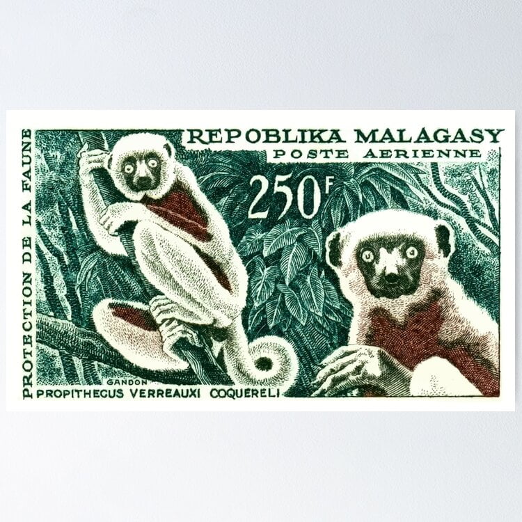 Poster 1961 Madagascar Lemur White Sifaka Stamp - Unframed Poster ...