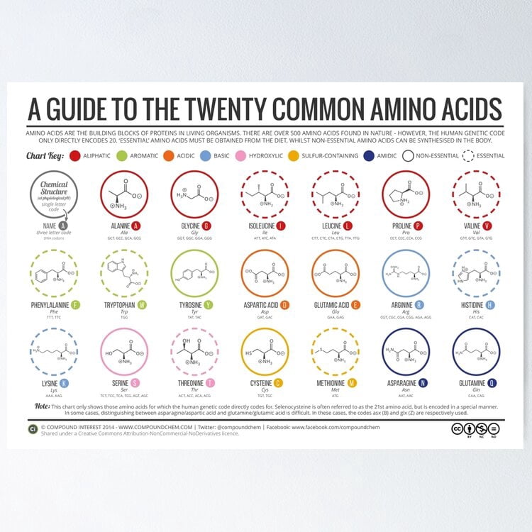 Poster 20 Amino Acids - No Framed, Vintage Wall Art, Trendy Retro Print ...
