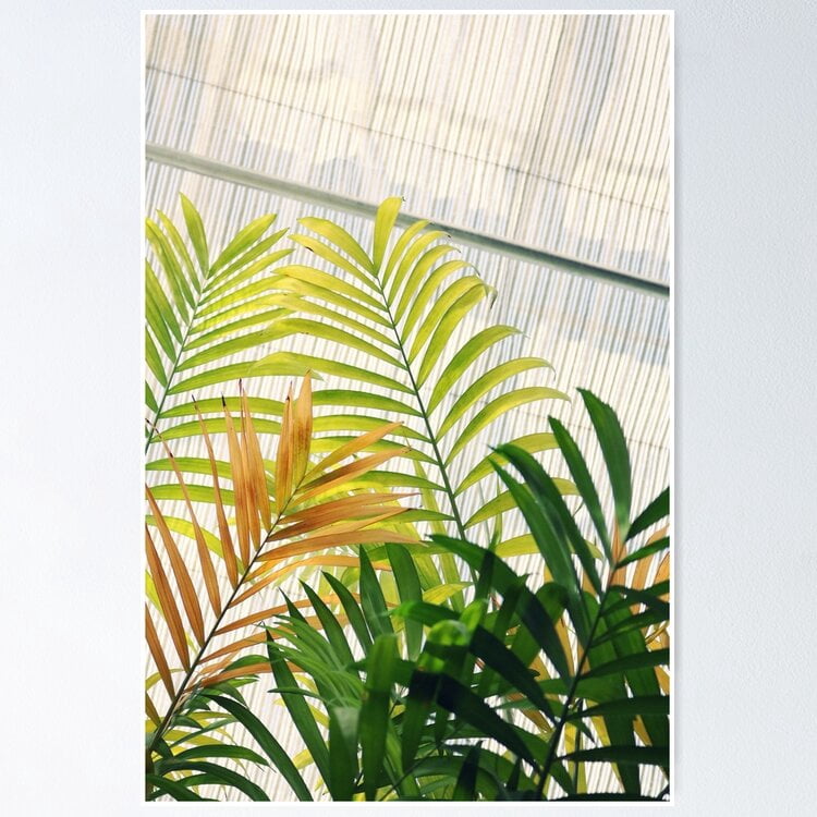 Poster Aesthetic Palm Leaves And Fresh Air Poster - No Framed, Vintage ...