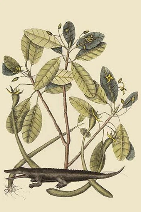 Poster Alligator Mark Catesby Print- UNFRAMED Poster Prints, Wall Art ...