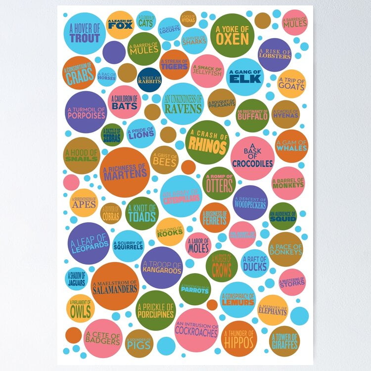 Poster Animal Group Terminology - Circles For Kids - No Framed, Vintage ...