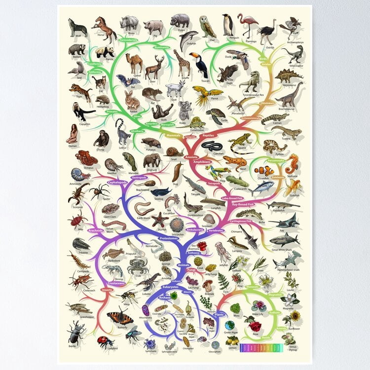 Poster Animal And Plant Evolution - Tree Of Life - English - No Framed ...