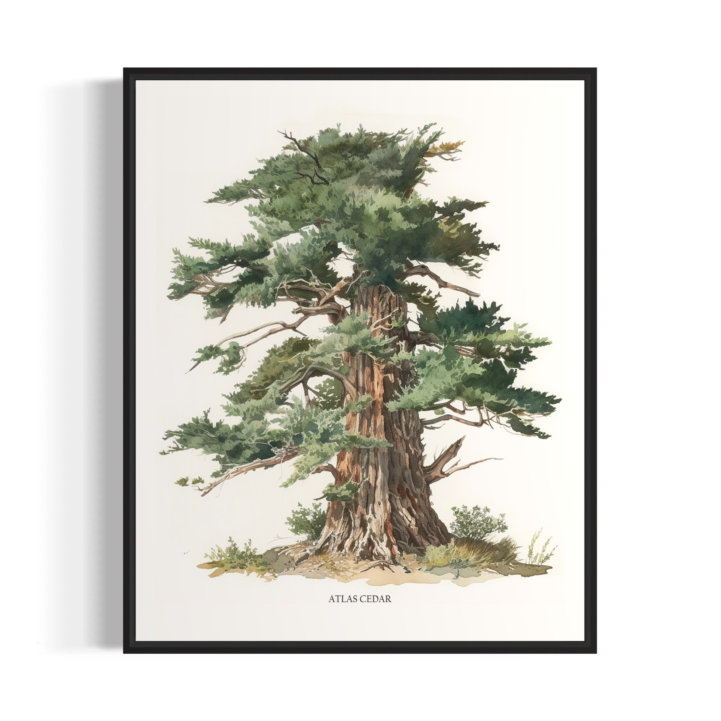 Poster Atlas Cedar Tree Art Print, Atlas Cedar Tree Wall Art Poster ...
