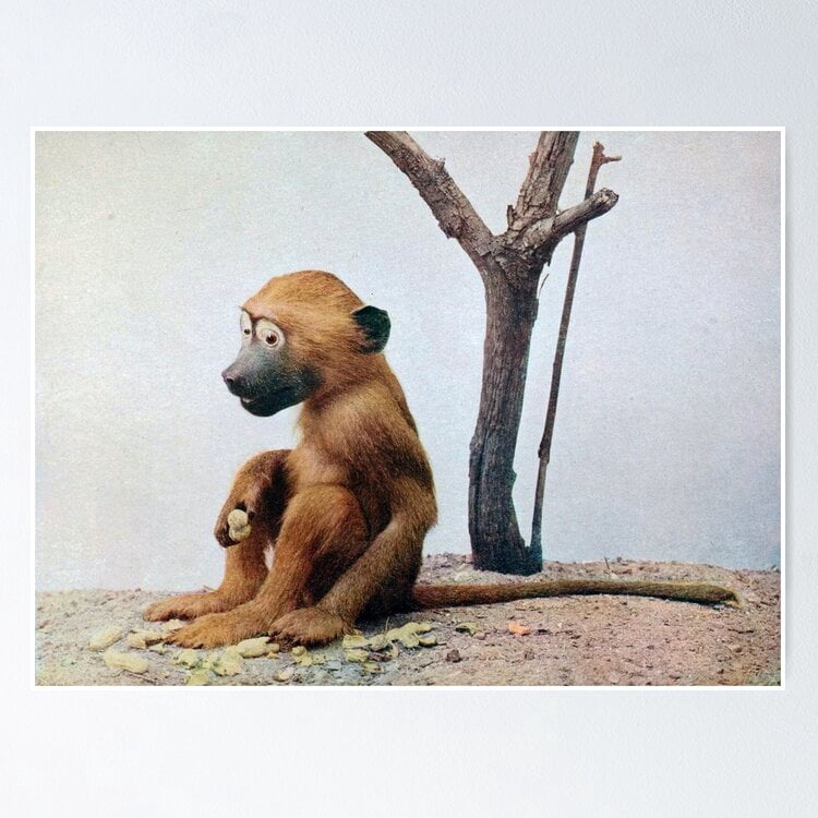 Poster Badly Taxidermied Baboon Infant - Unframed Poster, 12x18 ...