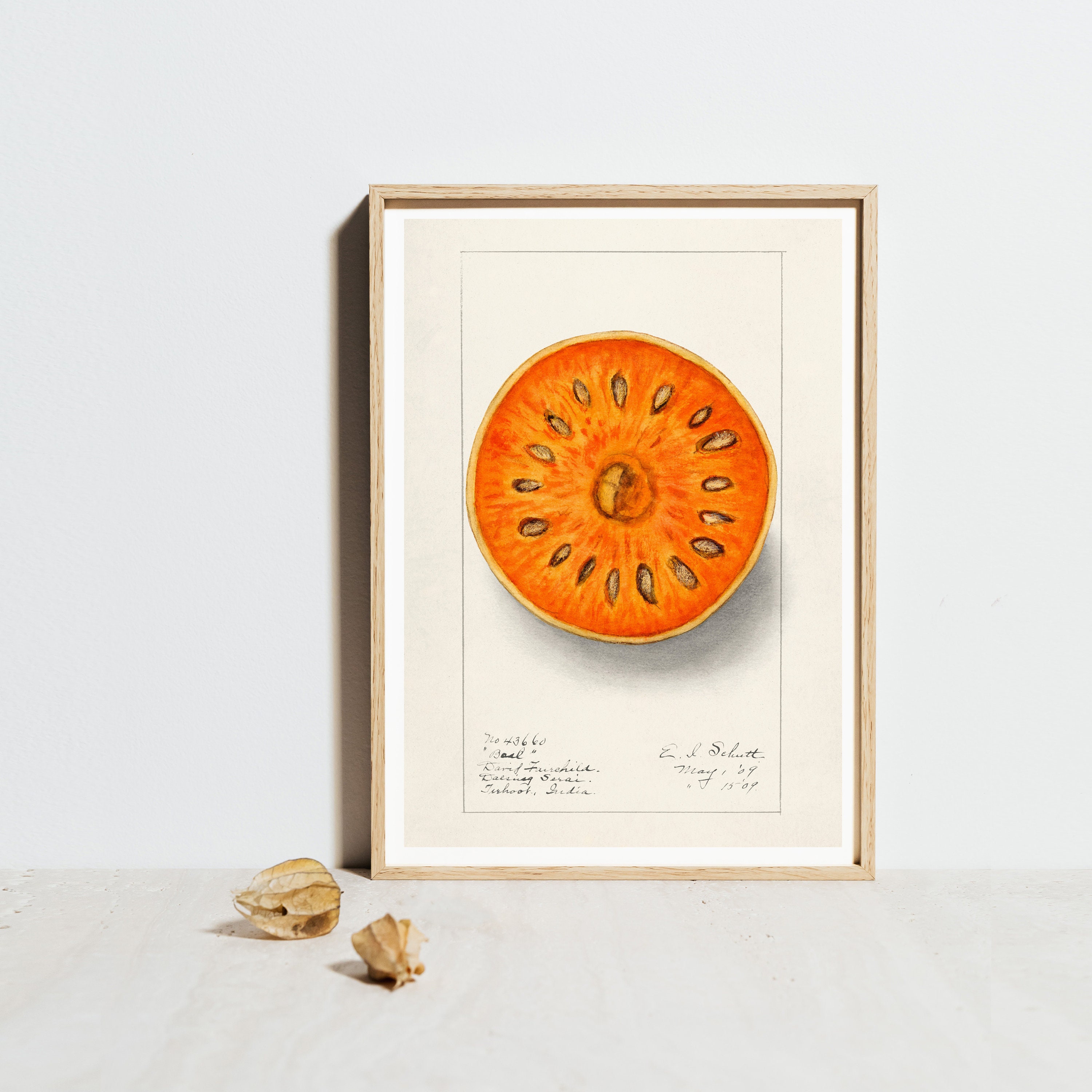 Poster Bael(Aegle Marmelos) by Ellen Schutt, Vintage Fruit Poster ...