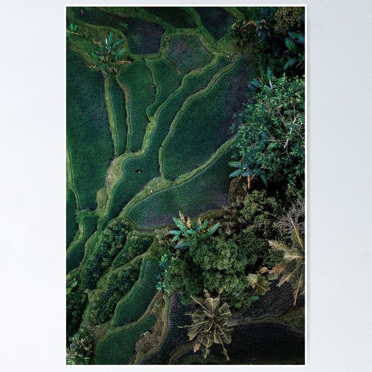 Poster Bali Indonesian Rice Fields - Unframed Poster, 12x18 - Walmart.com