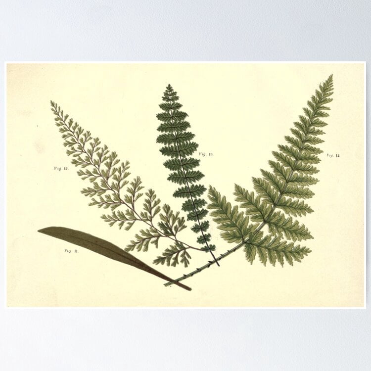 Poster Botanical Ferns - No Framed, Vintage Wall Art, Trendy Retro ...