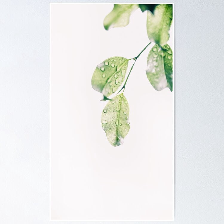 Poster Breath Of Fresh Air Rain And Leaves Poster - No Framed, Vintage ...