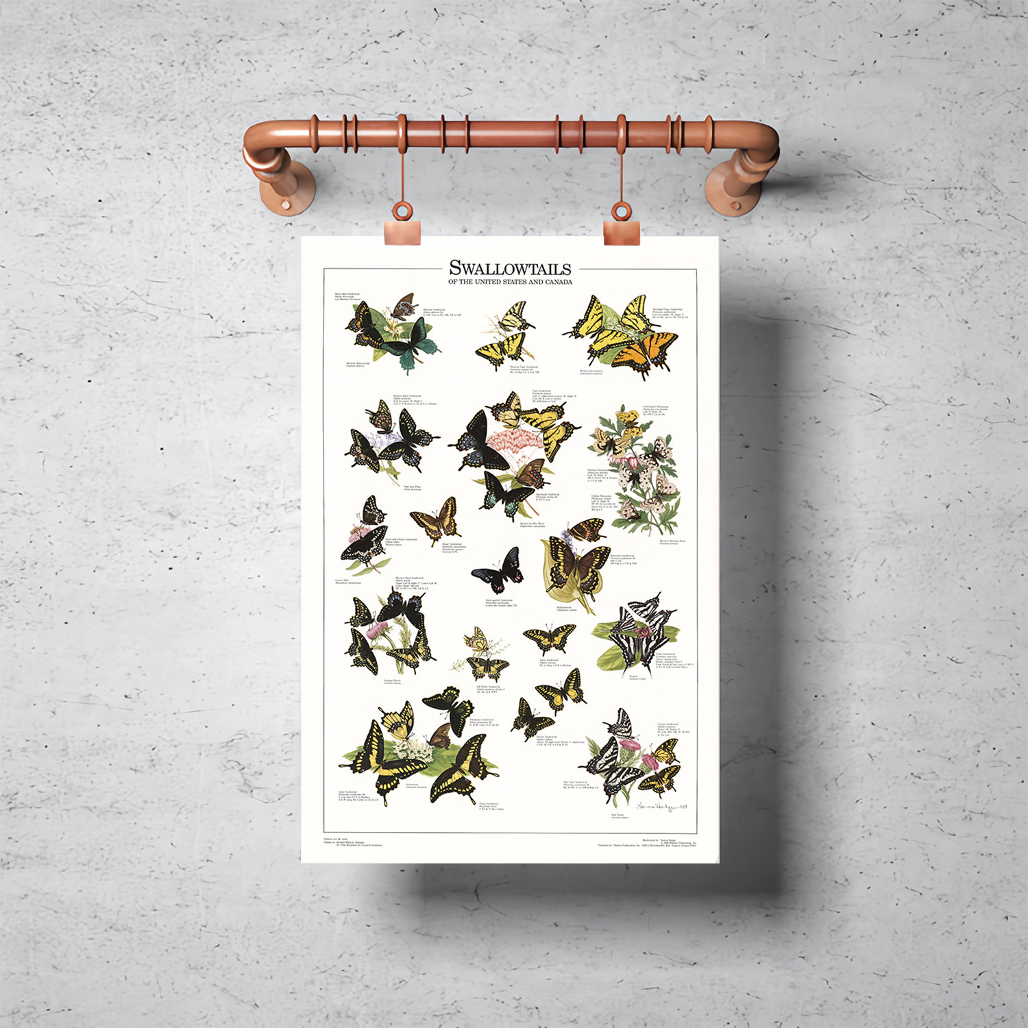 POSTER Butterfly Poster and Identification Chart Movie Poster, Room ...