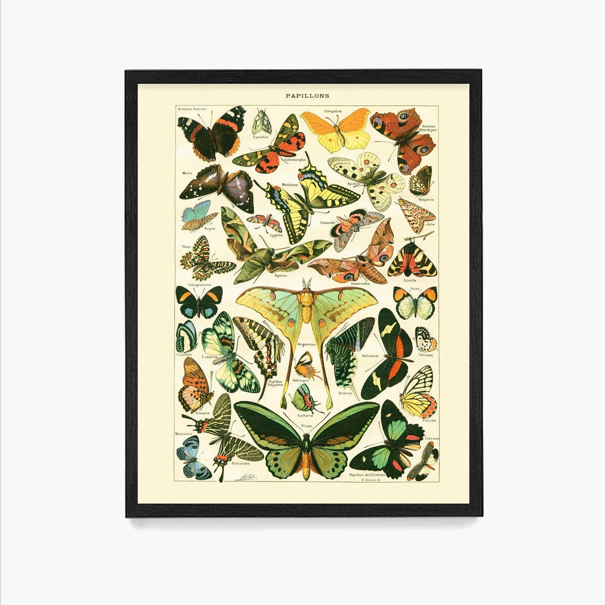 Poster Butterfly Wall Art, Butterfly Poster , Papillons Vintage ...
