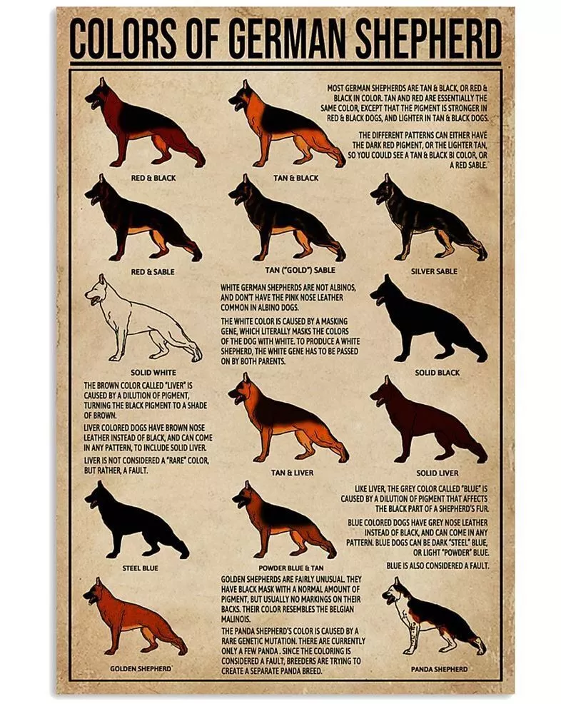 Poster Colors Of German Shepherd Vertical Forog Lover- UNFRAMED Poster ...