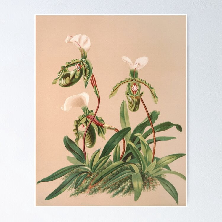 Poster Cypripedium Spicerianum - Orchid - Unframed Poster | Home Decor ...