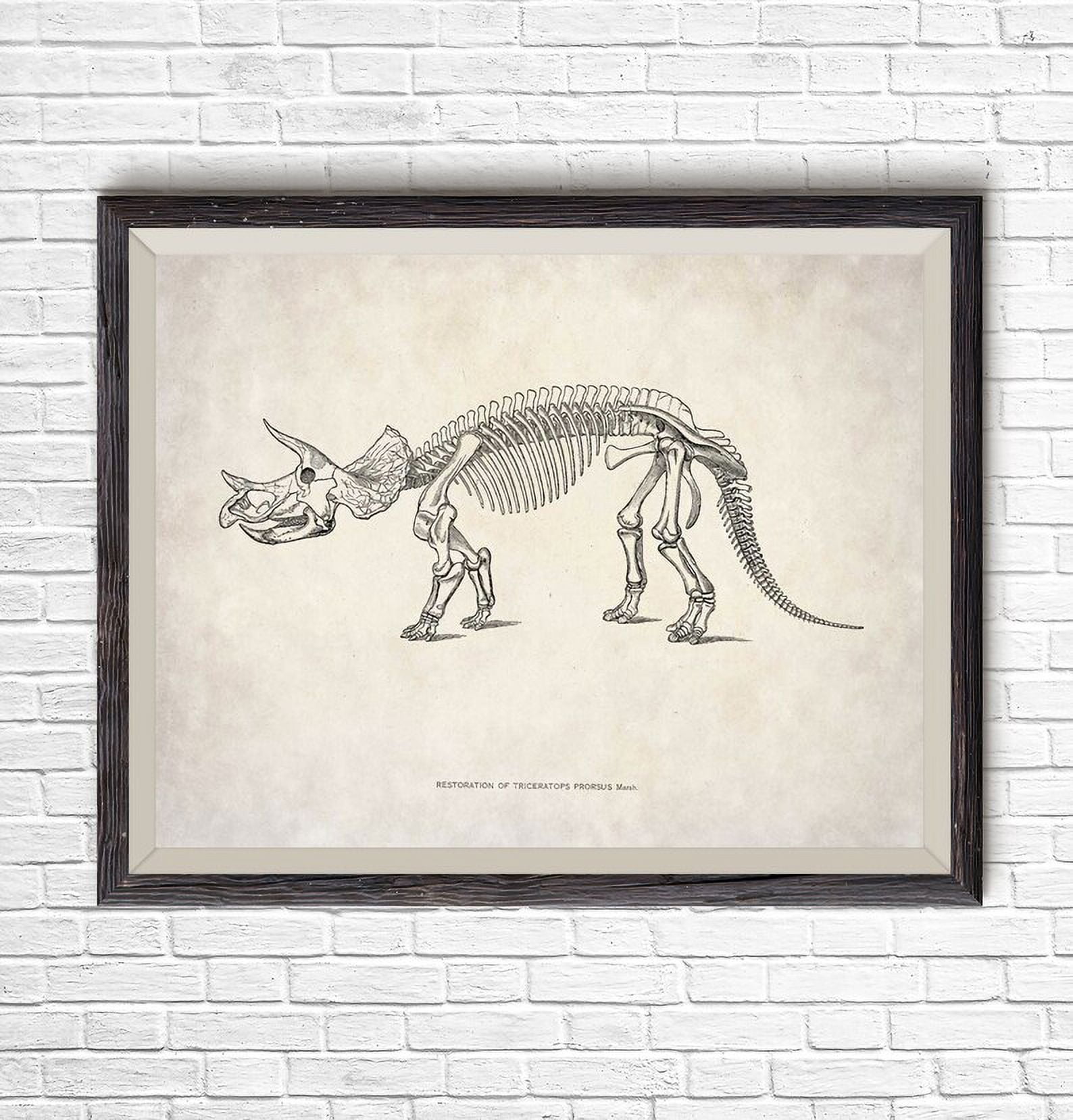 Poster Dinosaur Triceratops Dinosaur print, anatomy print, dinosaur art ...