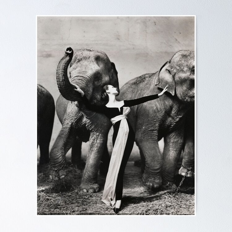 Poster Dovima With Elephants, 1955 - Richard Avedon - Fashion ...